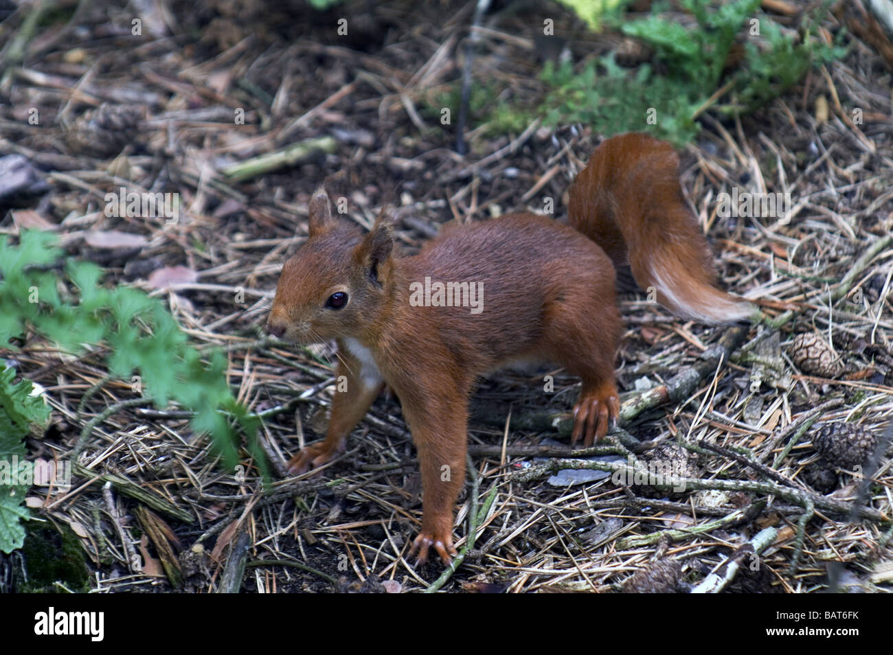 Mammals;Red Squirrel;Standing on the ground on four stiff legs.White ...