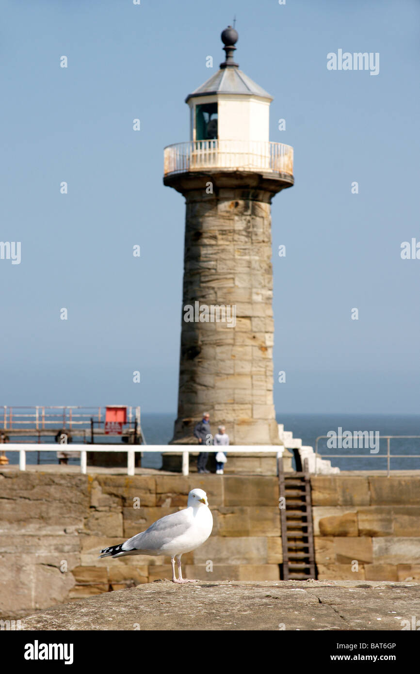 Lighthouse and Seagull on Whitby Pier Whitby North Yorkshire England UK ...