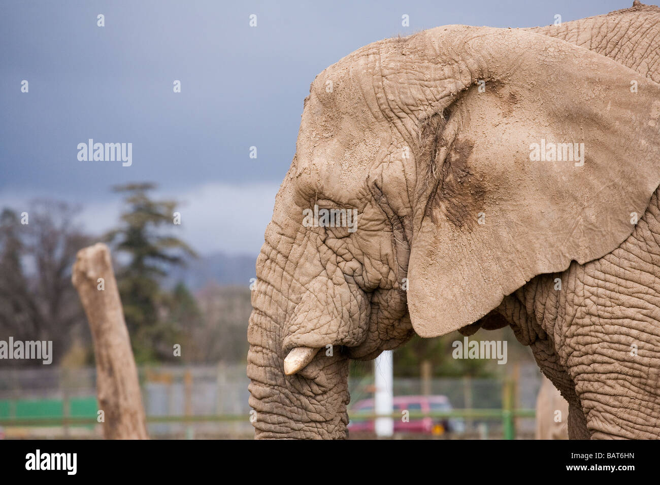 African Elephant at Blair Drummond Safari Park, Scotland Stock Photo ...