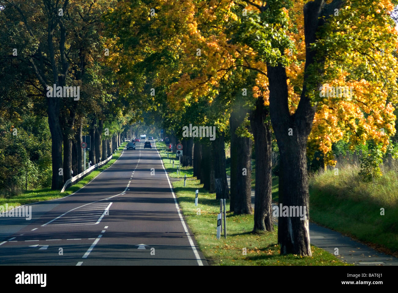 Trees in row by road Stock Photo - Alamy