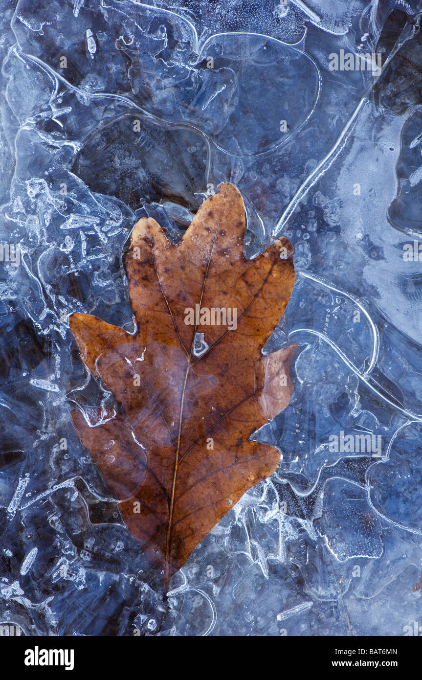 a frozen leaf in ice Stock Photo - Alamy