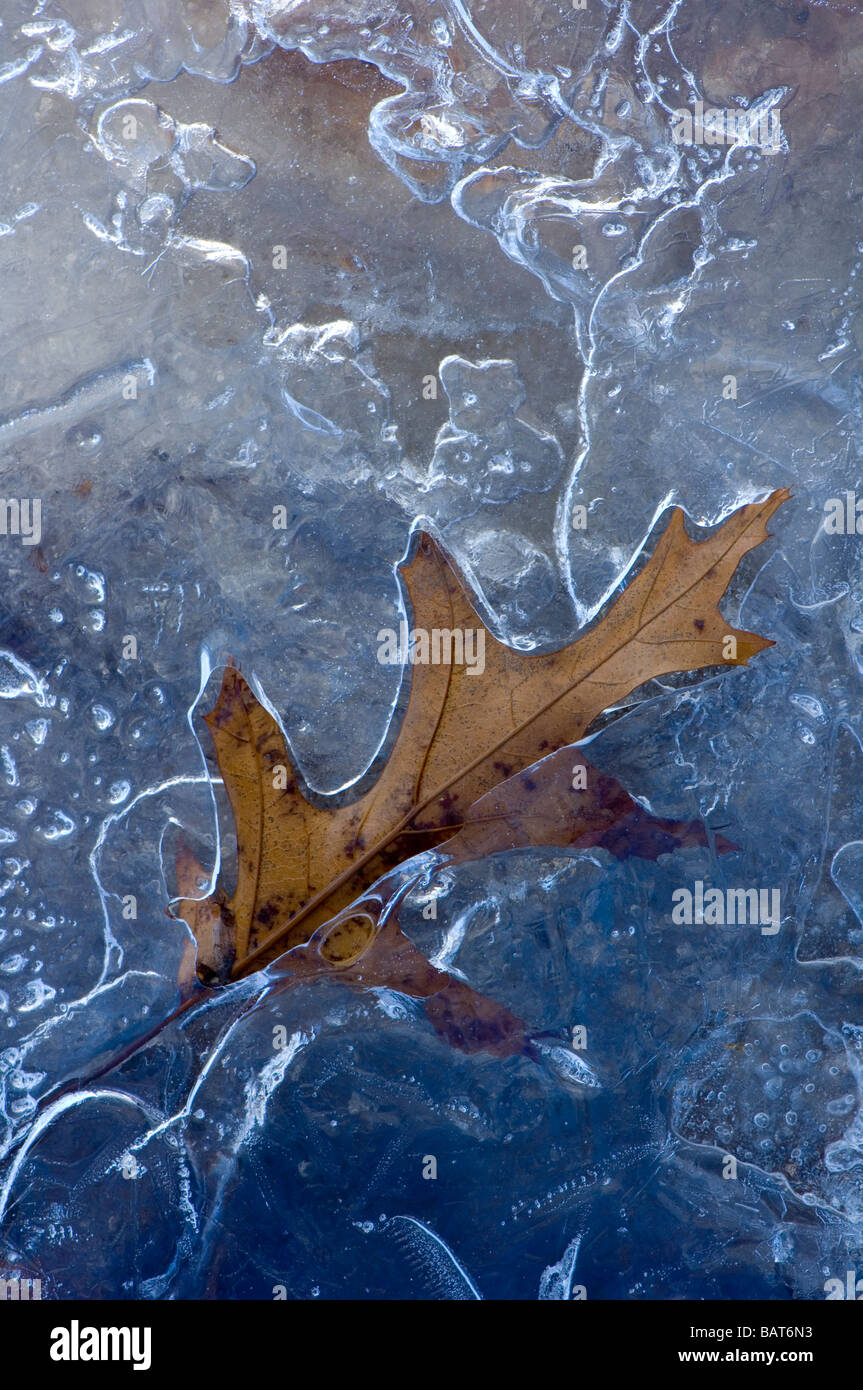 a frozen leaf in ice Stock Photo - Alamy