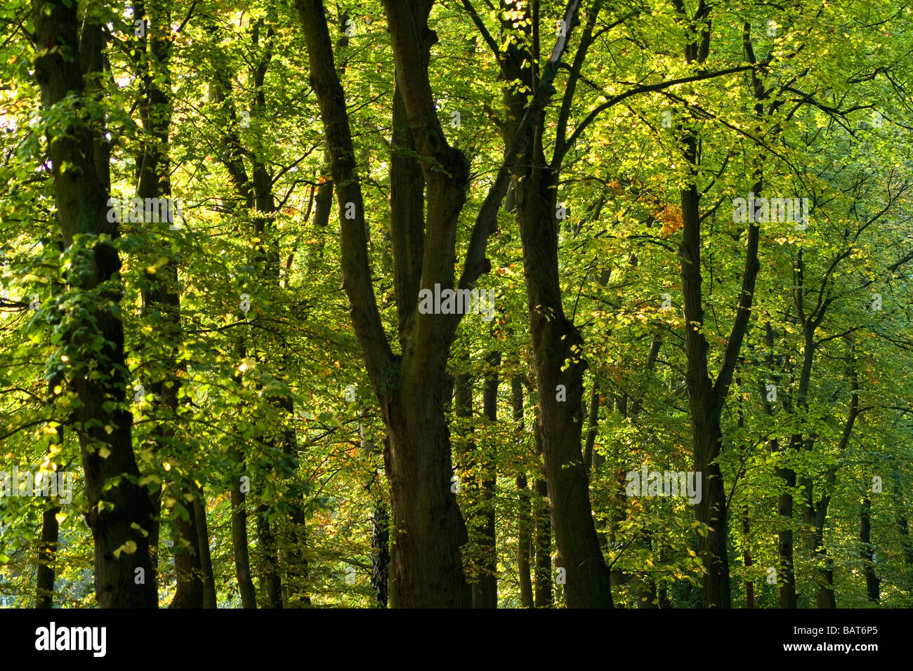 Trees in forest Stock Photo - Alamy