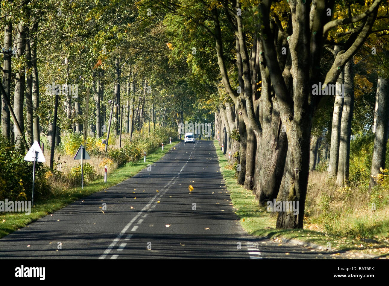 Trees in row by road Stock Photo - Alamy
