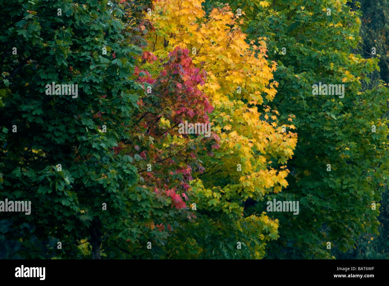 Trees changing color Stock Photo - Alamy