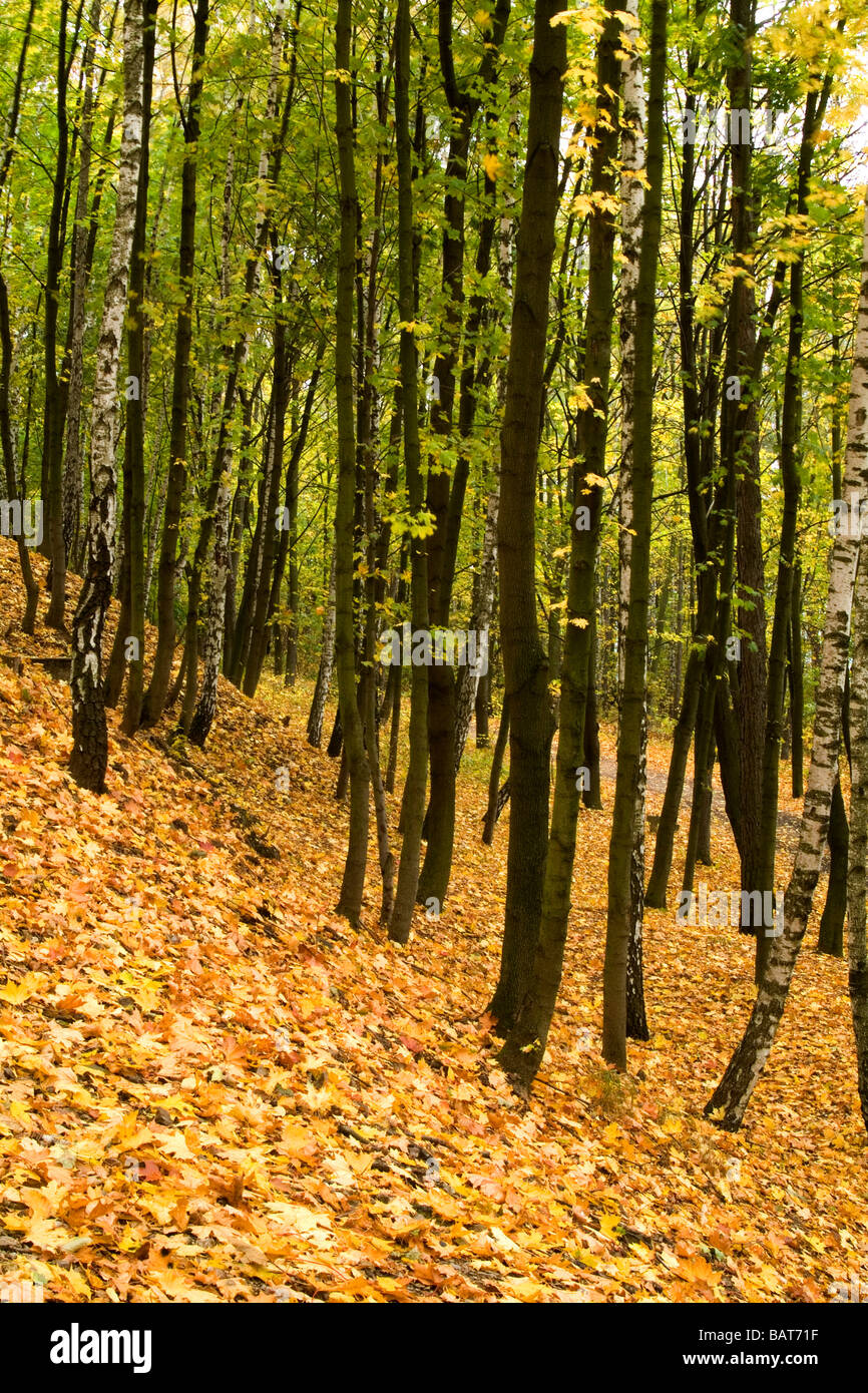 Trees in forest low section Stock Photo - Alamy