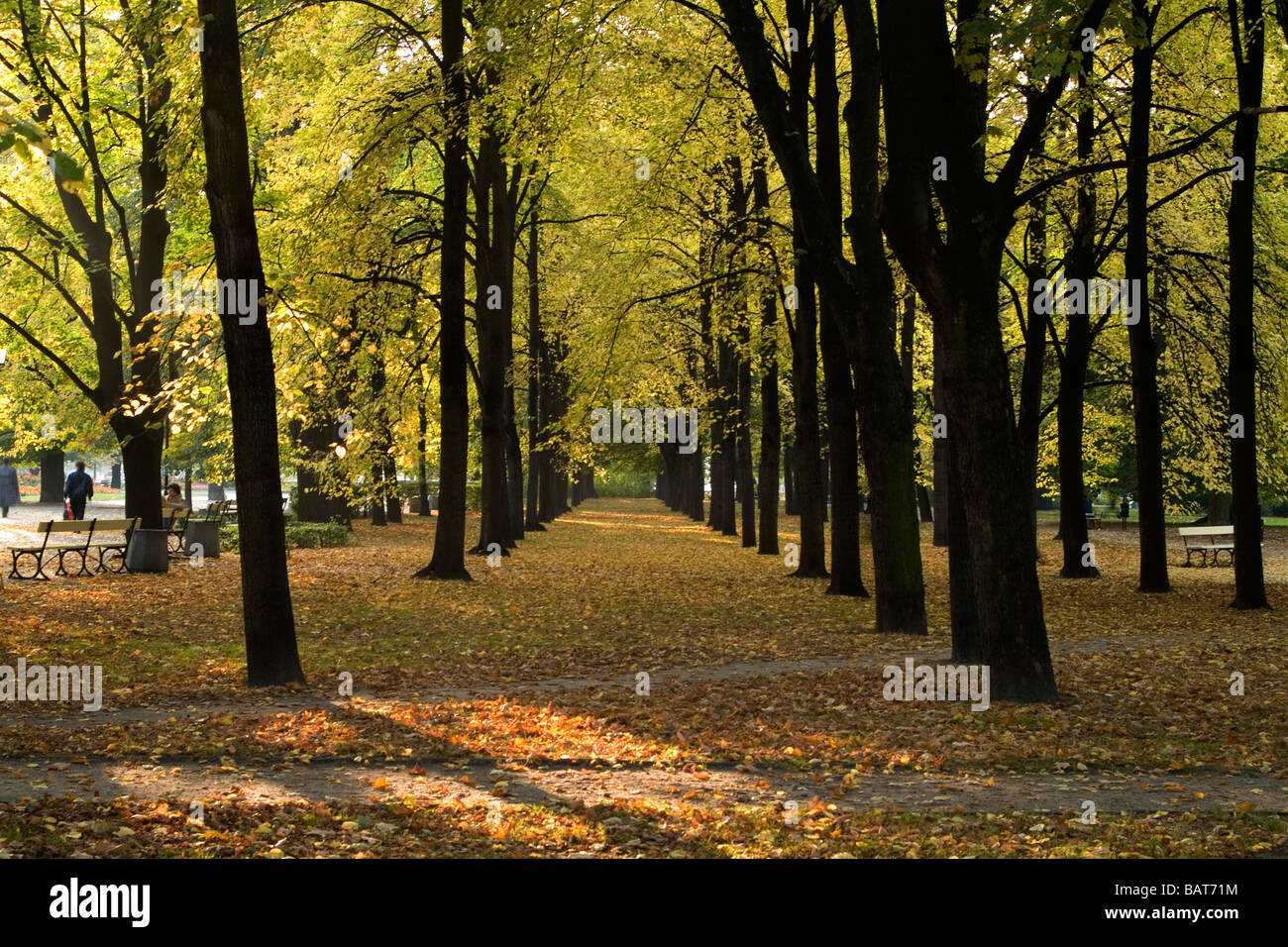 Trees in forest low section Stock Photo - Alamy