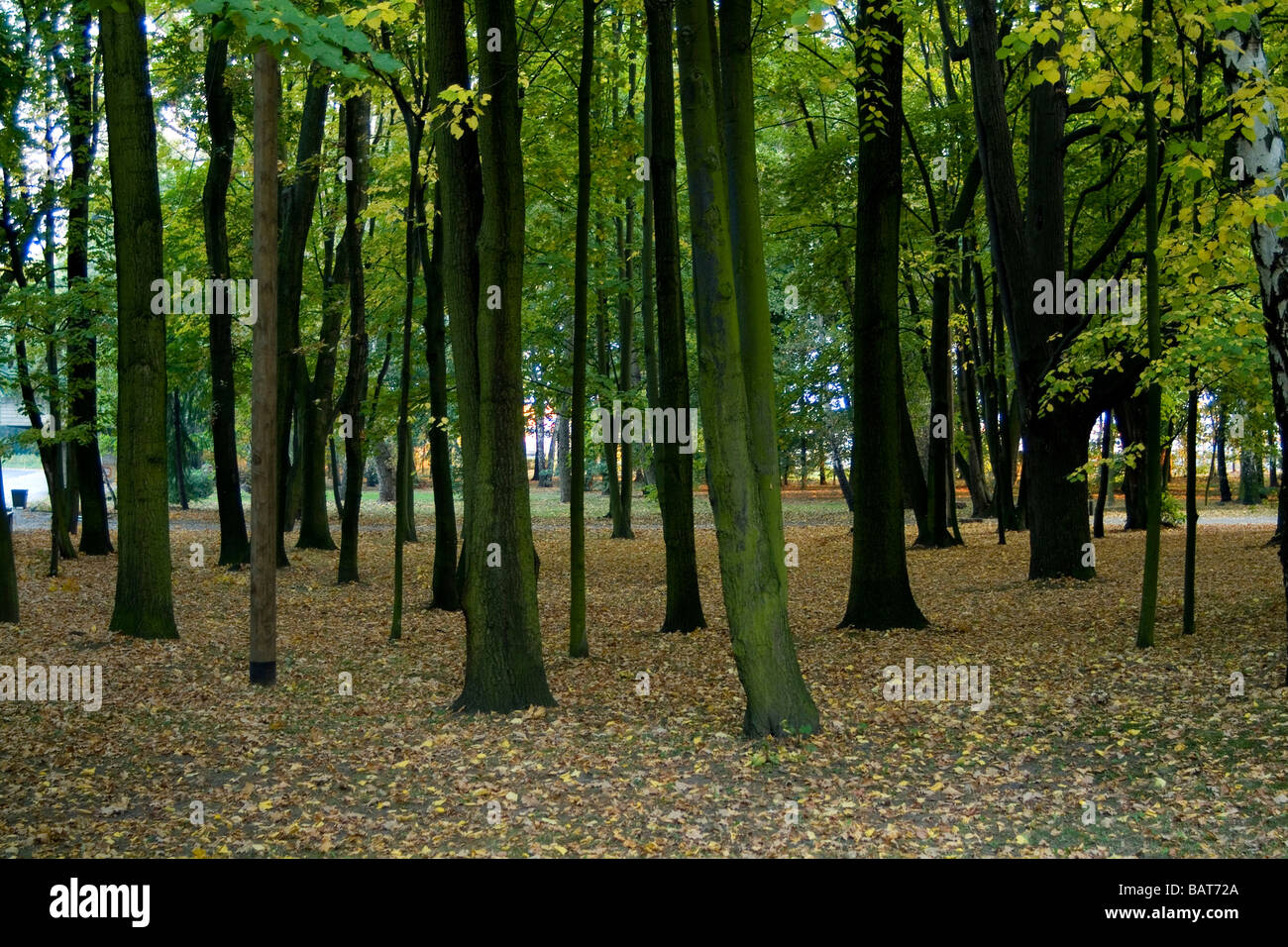 Trees in forest low section Stock Photo - Alamy