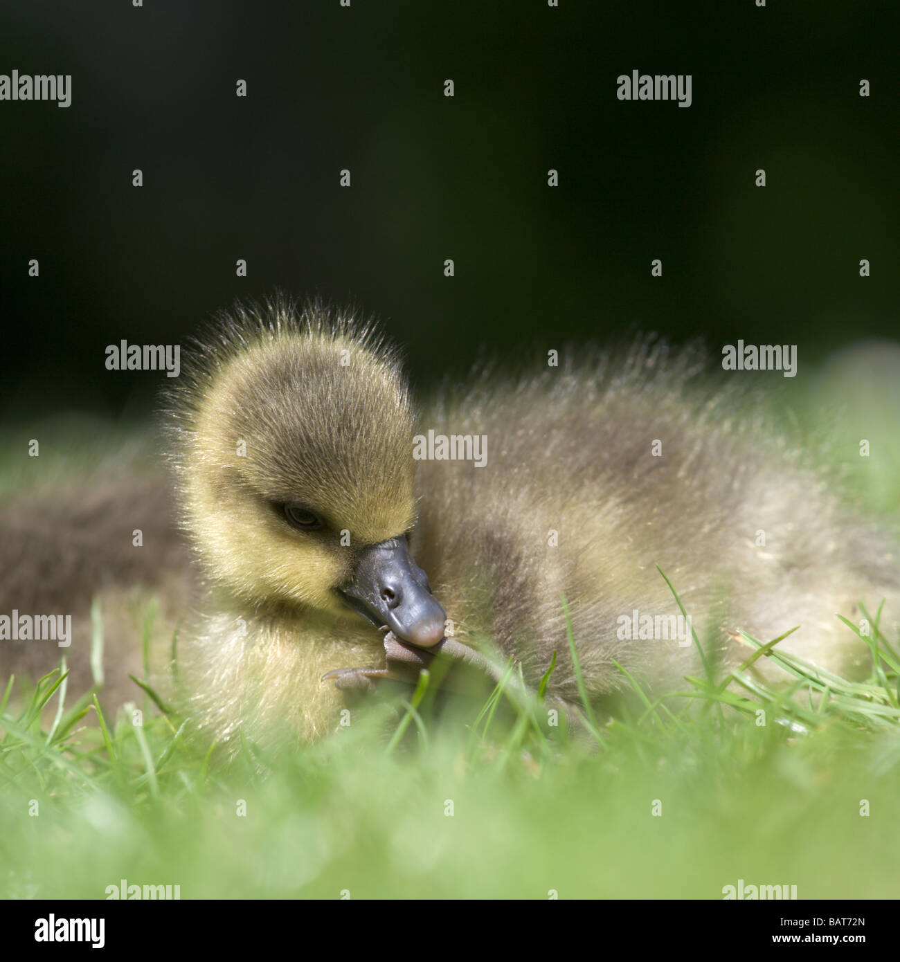 Foot and mouth uk hi-res stock photography and images - Alamy