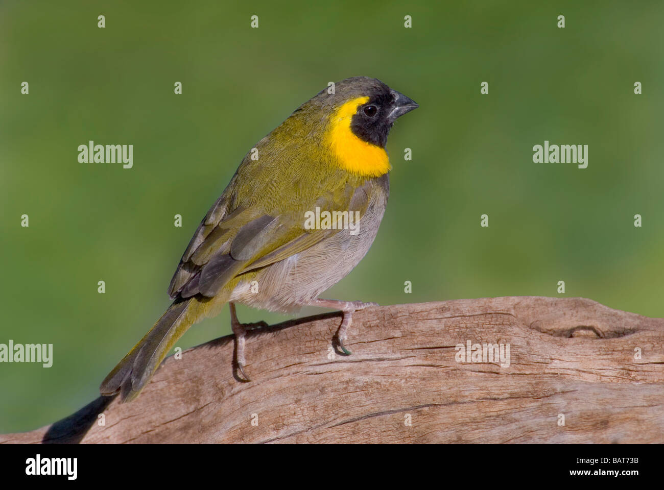Cuban finches hi-res stock photography and images - Alamy