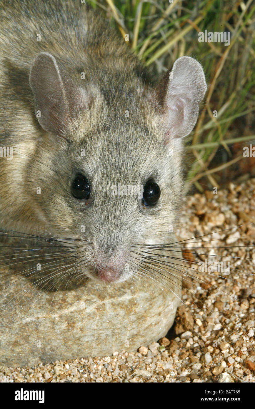 Woodrat hi-res stock photography and images - Alamy