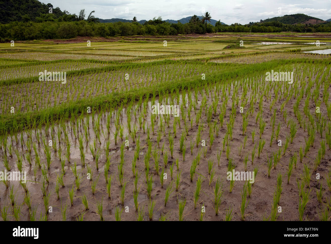 Rice cultivation in Thailand Stock Photo - Alamy