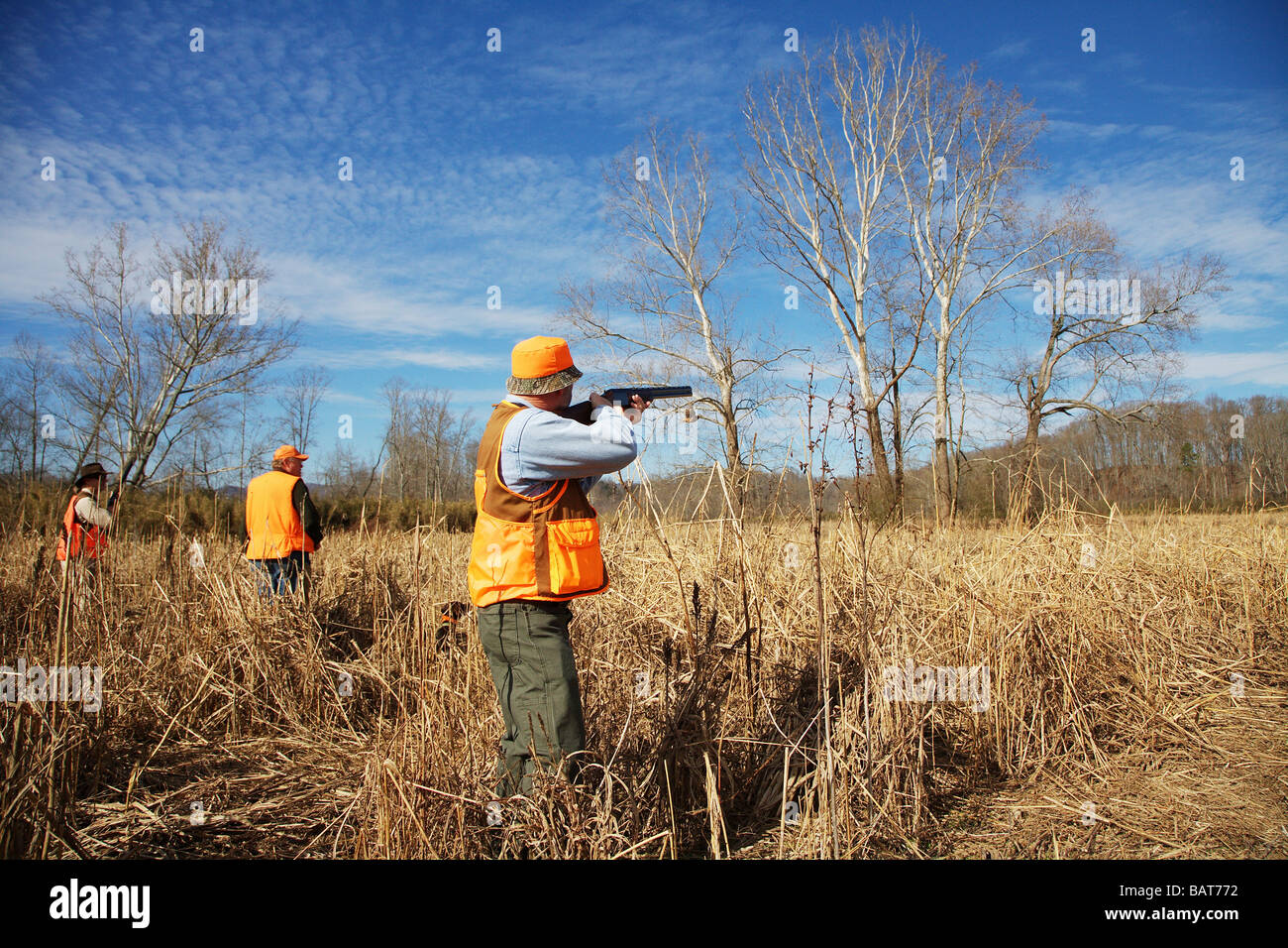 SIDE VIEW BIRD HUNTER FIRING AT BOBWHITE QUAIL BIRD GUIDE AND DOG IN ...