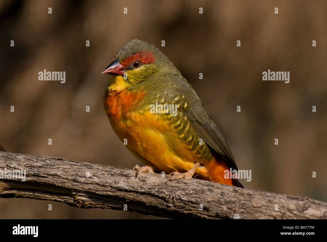 Zebra waxbill hi-res stock photography and images - Alamy