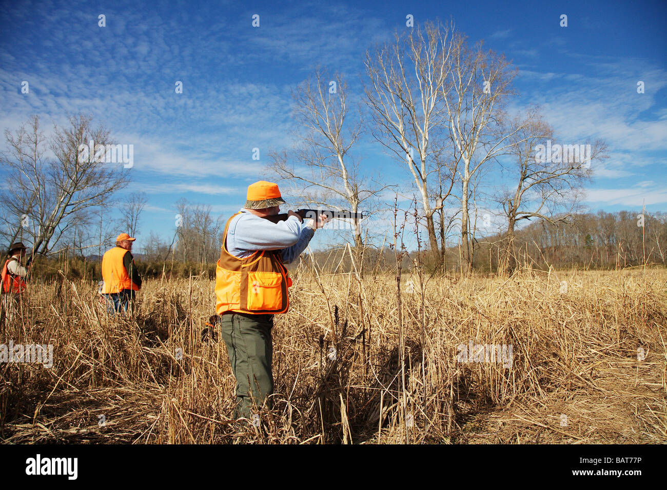 SIDE VIEW BIRD HUNTER FIRING AT BOBWHITE QUAIL BIRD GUIDE AND DOG IN ...
