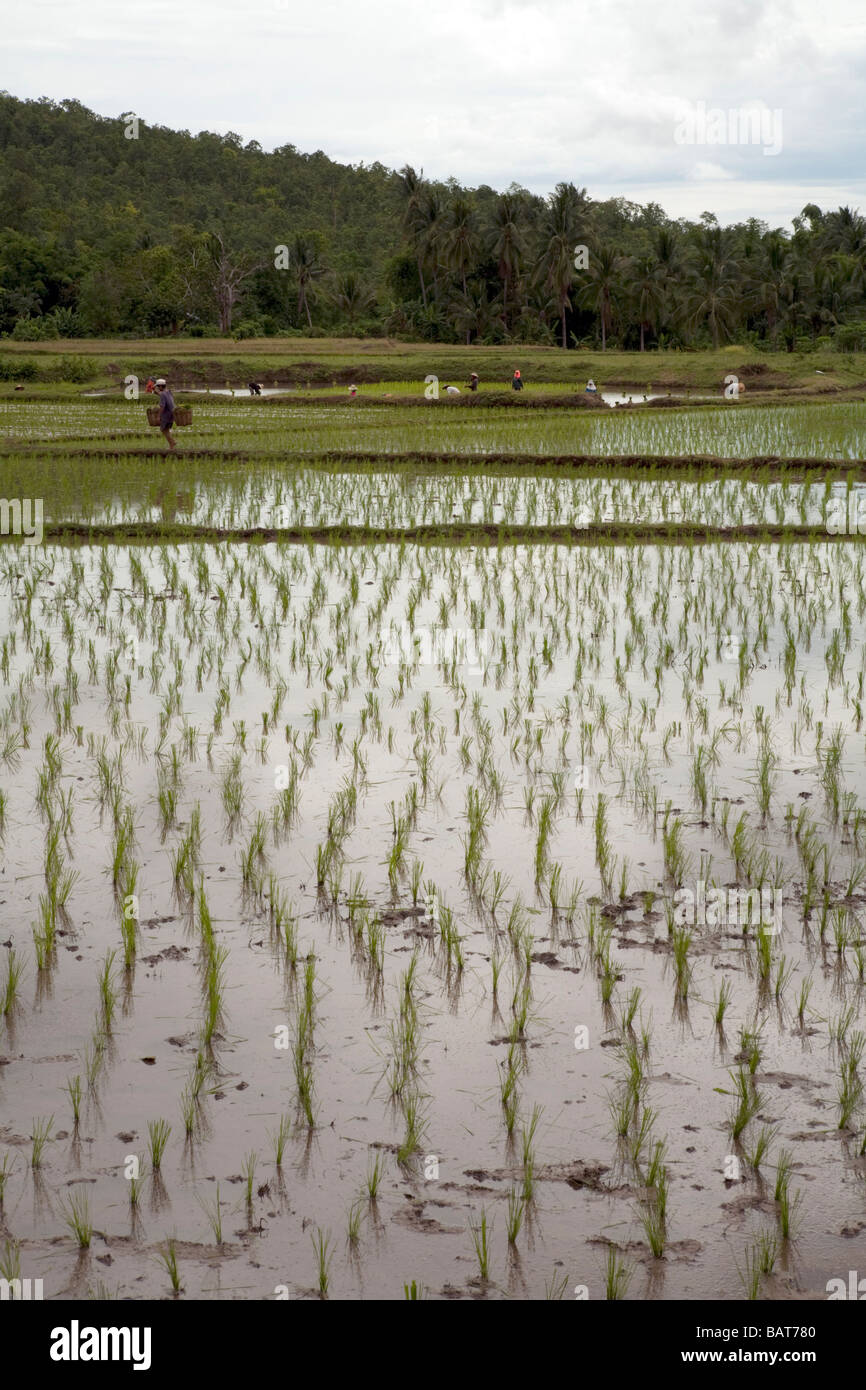 Rice cultivation in Thailand Stock Photo - Alamy