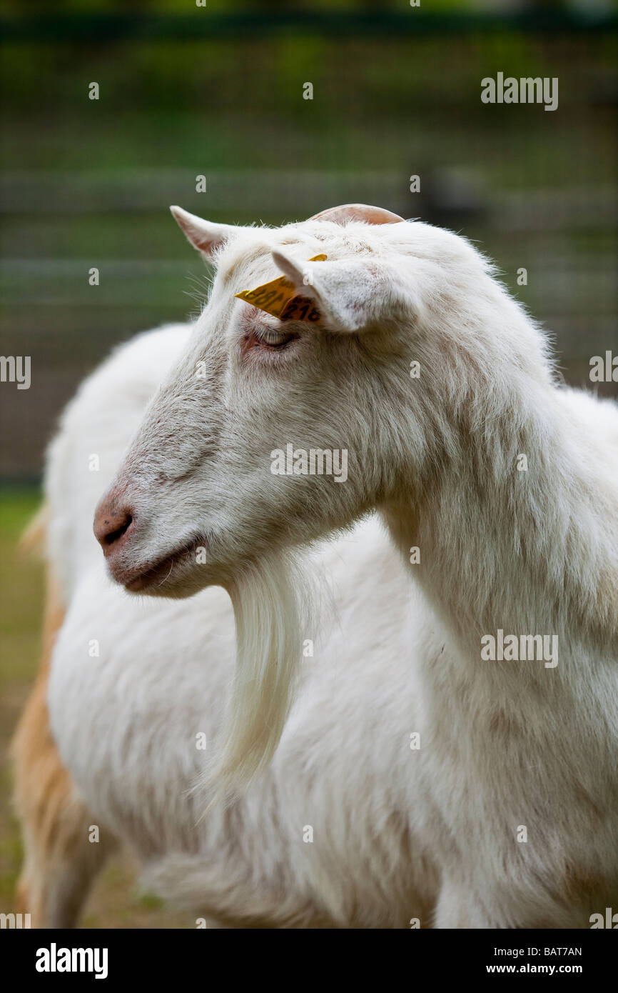 Mule skull hi-res stock photography and images - Alamy