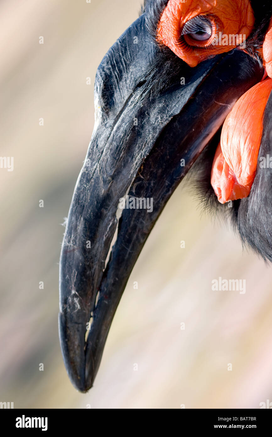 Abstract bird hi-res stock photography and images - Alamy