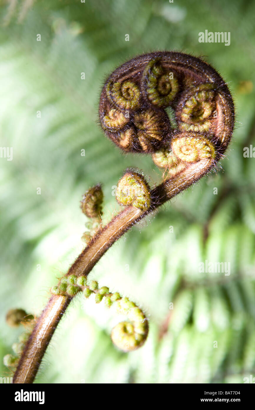 New zealand silver fern symbolic hi-res stock photography and images ...