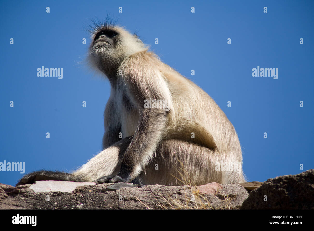 Grey Langur monkey in Ranthambhore National Park, Rajasthan, India ...