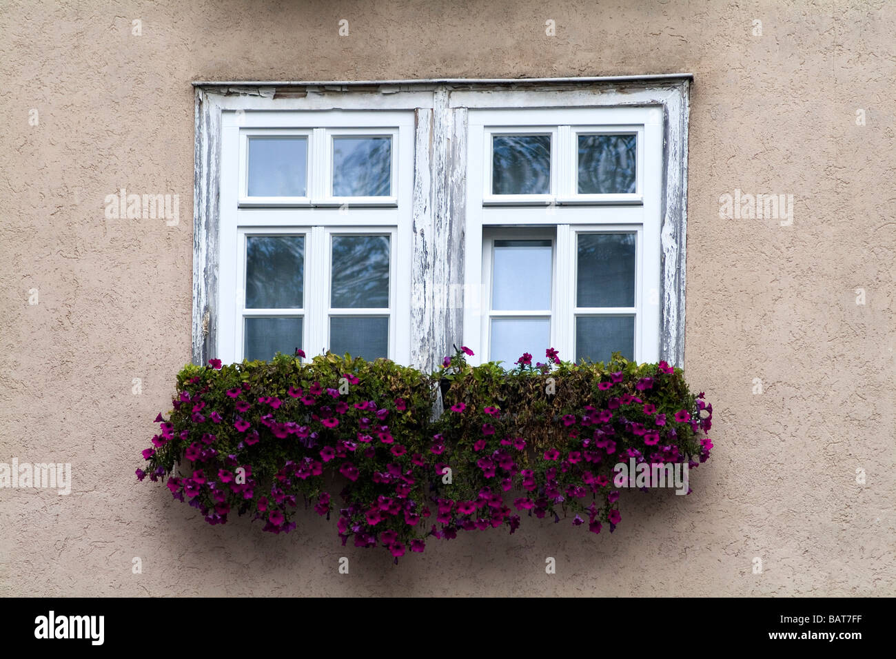 A window with flowers close up Stock Photo - Alamy