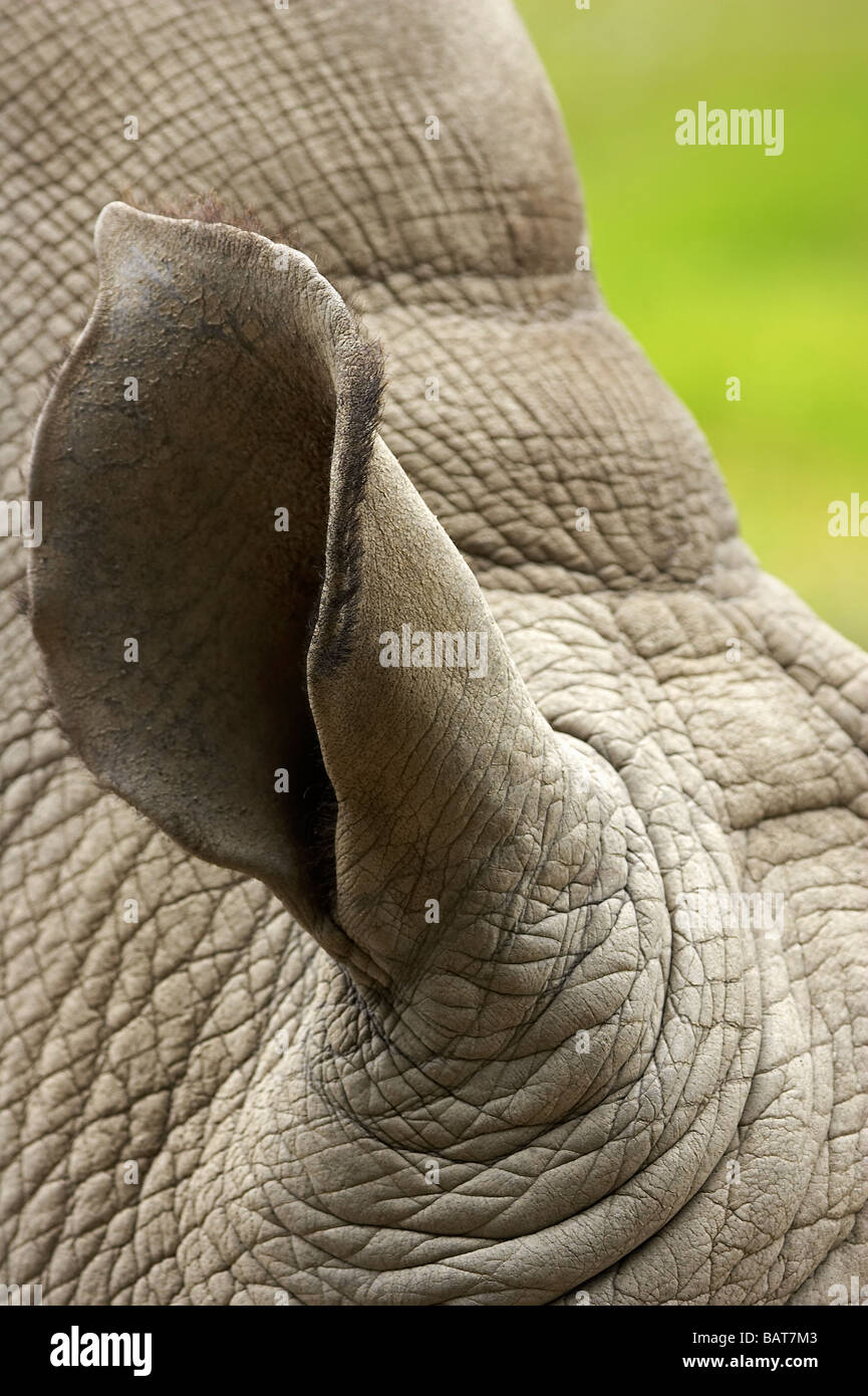 Rhinoceri hi-res stock photography and images - Alamy