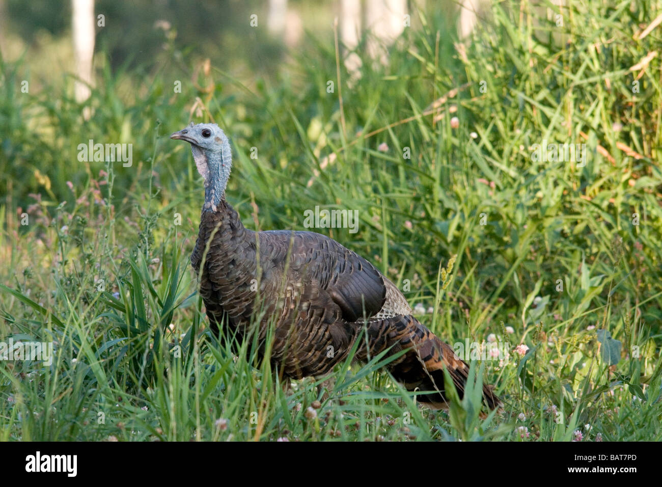 Eastern wild turkey Stock Photo - Alamy