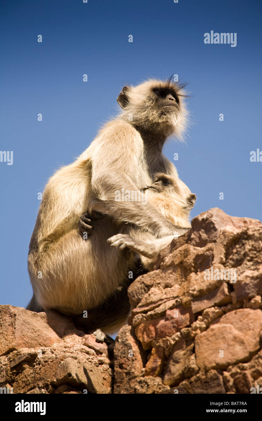Grey langour monkey hi-res stock photography and images - Alamy