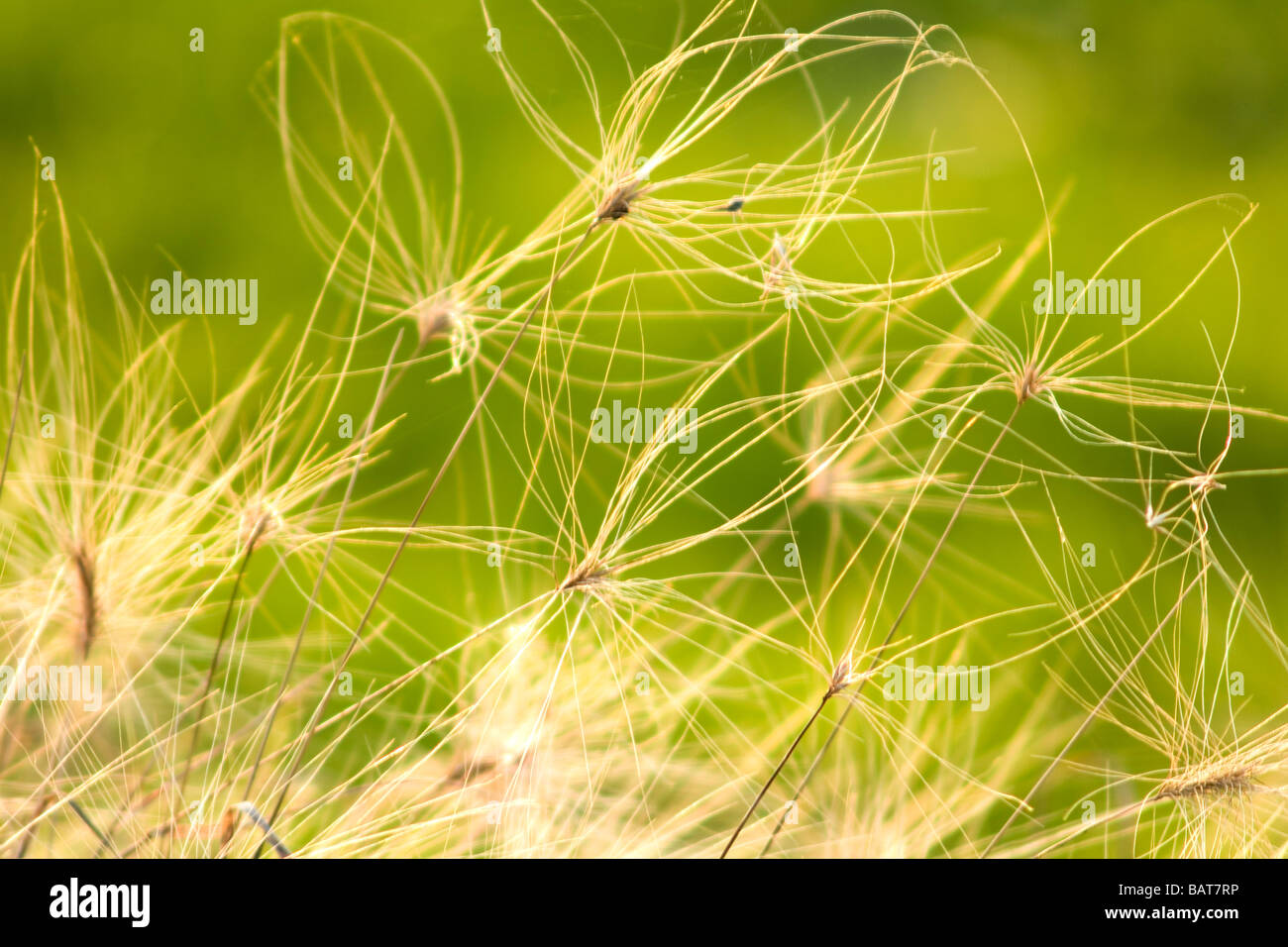 Awn close up Stock Photo - Alamy