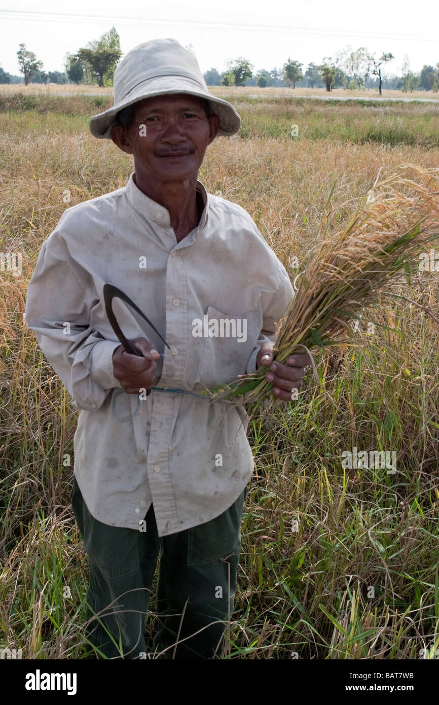 Rice cultivation in Thailand Stock Photo - Alamy