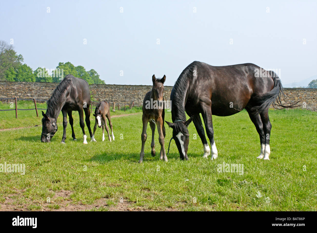 Mare with colts hi-res stock photography and images - Alamy