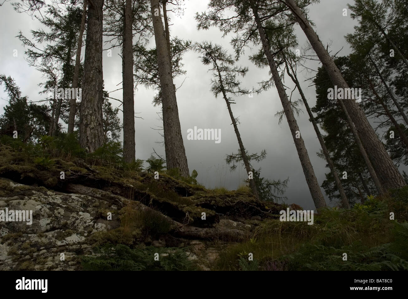 Pines mist cold damp hi-res stock photography and images - Alamy