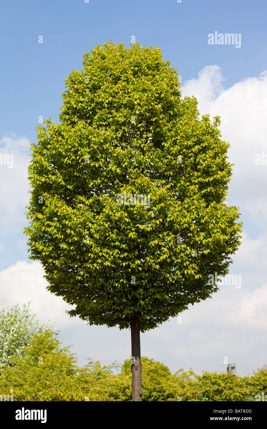 A tree shaped like a lollipop in Leicester UK Stock Photo - Alamy