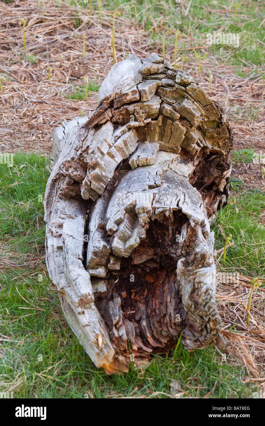 A rotting tree stump in Bradgate Park near Leicester UK Stock Photo - Alamy