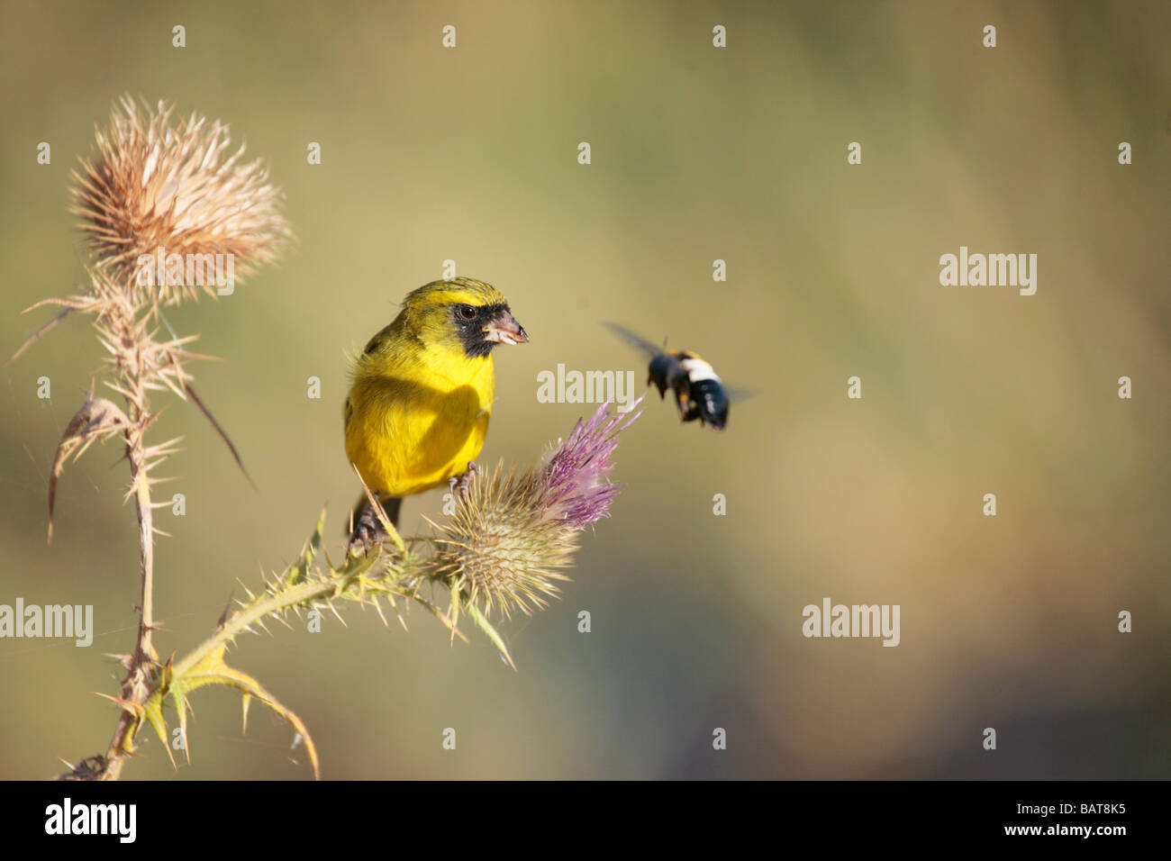 African Citril, serinus citrinelloides, and Bumble in a Close Encounter ...