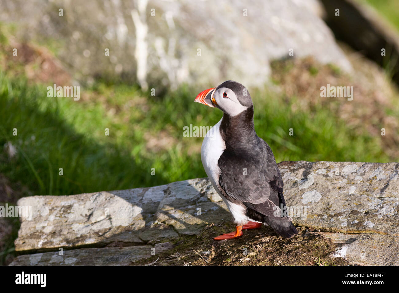 Puffin head hi-res stock photography and images - Alamy
