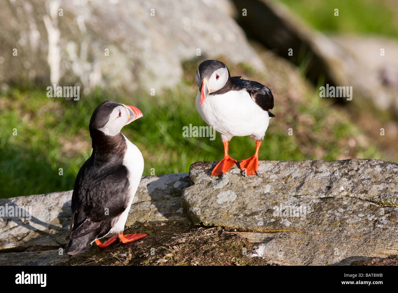 Atlantic Puffin on a cliff Stock Photo - Alamy