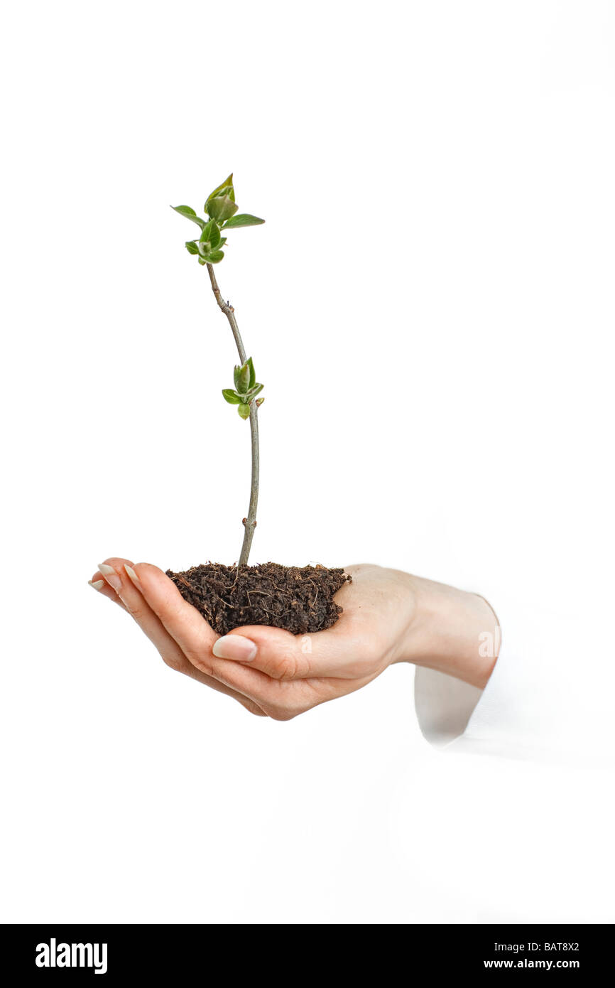 Growing plant in womens hand Stock Photo - Alamy