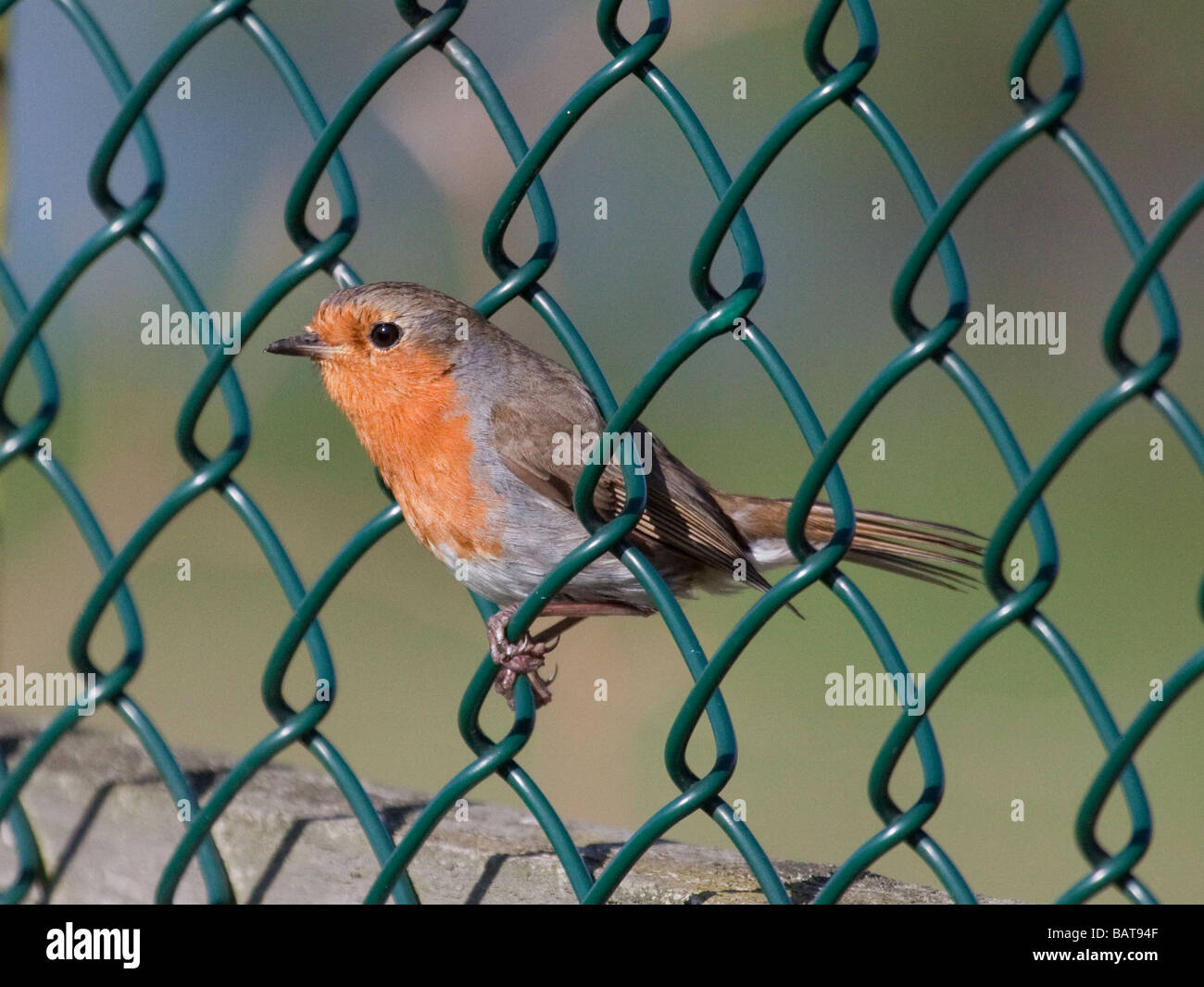 Robin on chain link fence Stock Photo - Alamy