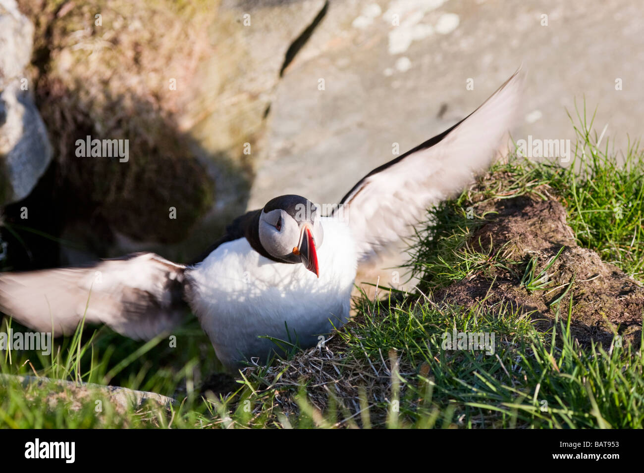Atlantic Puffin on a cliff Stock Photo - Alamy