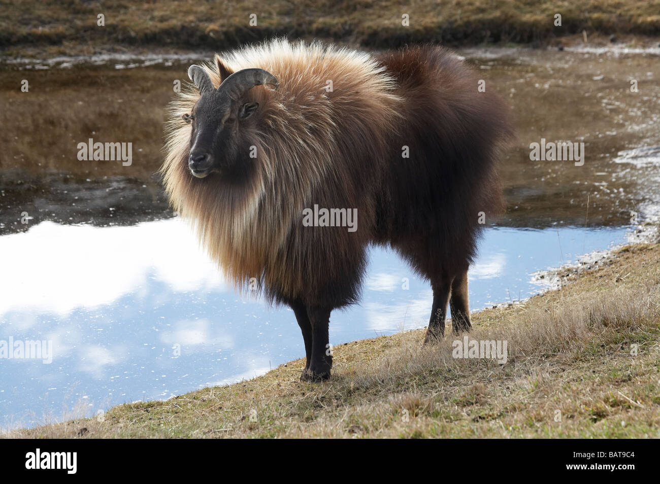Himalayan thar hi-res stock photography and images - Alamy