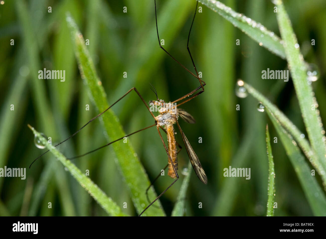 Crane fly tipula sp hi-res stock photography and images - Alamy