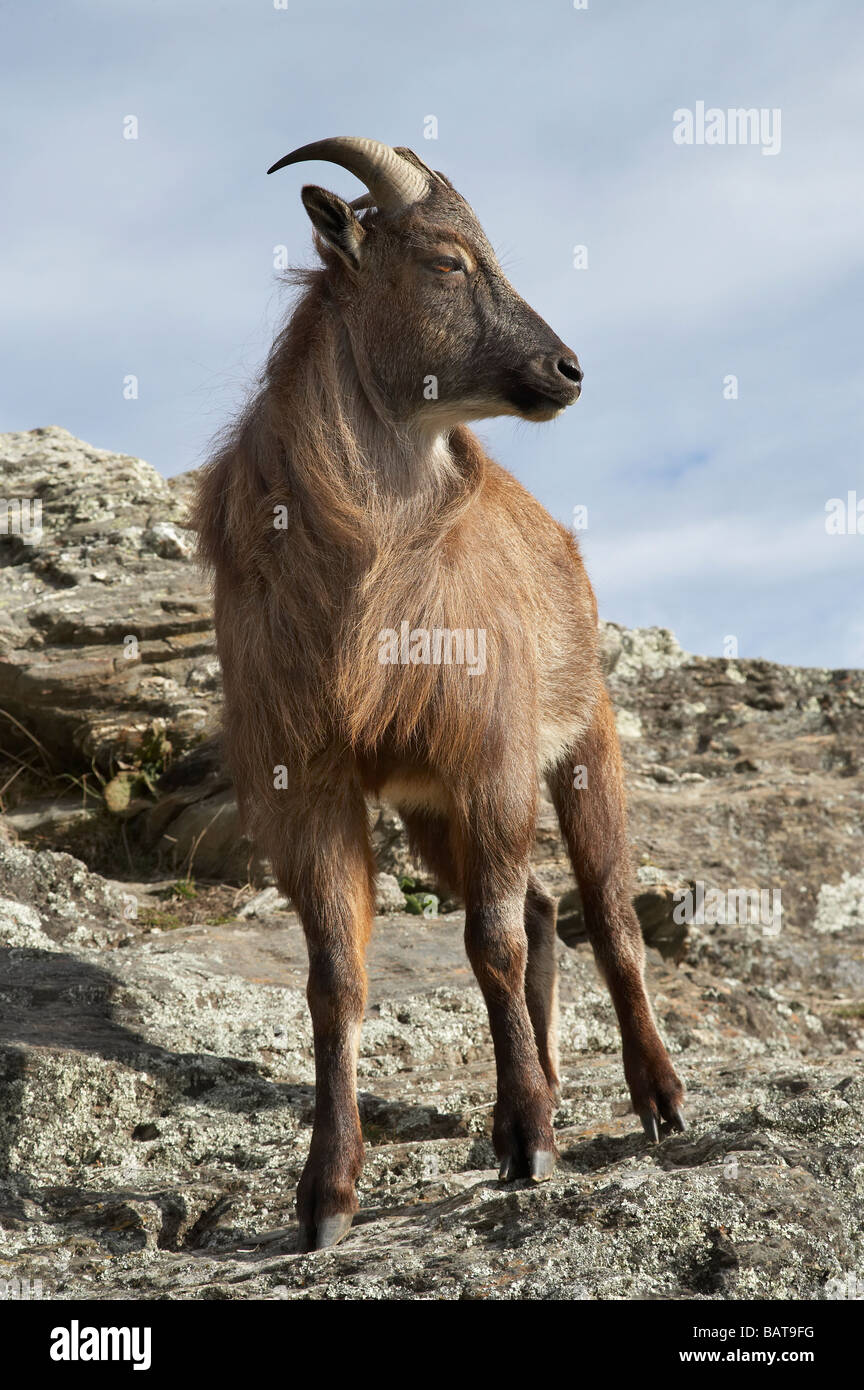 Himalayan tahr hi-res stock photography and images - Alamy