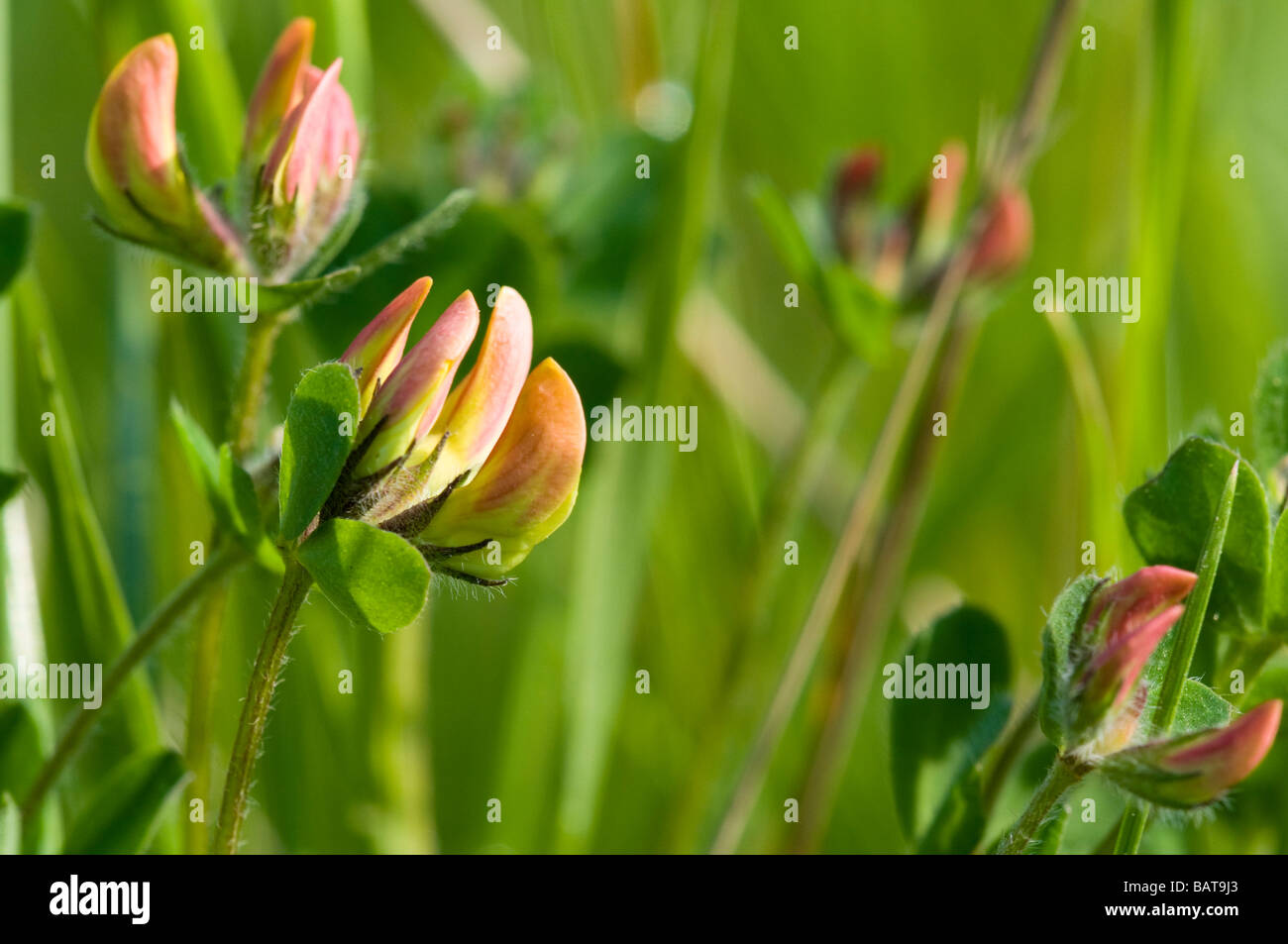 Trefoil petals hi-res stock photography and images - Alamy