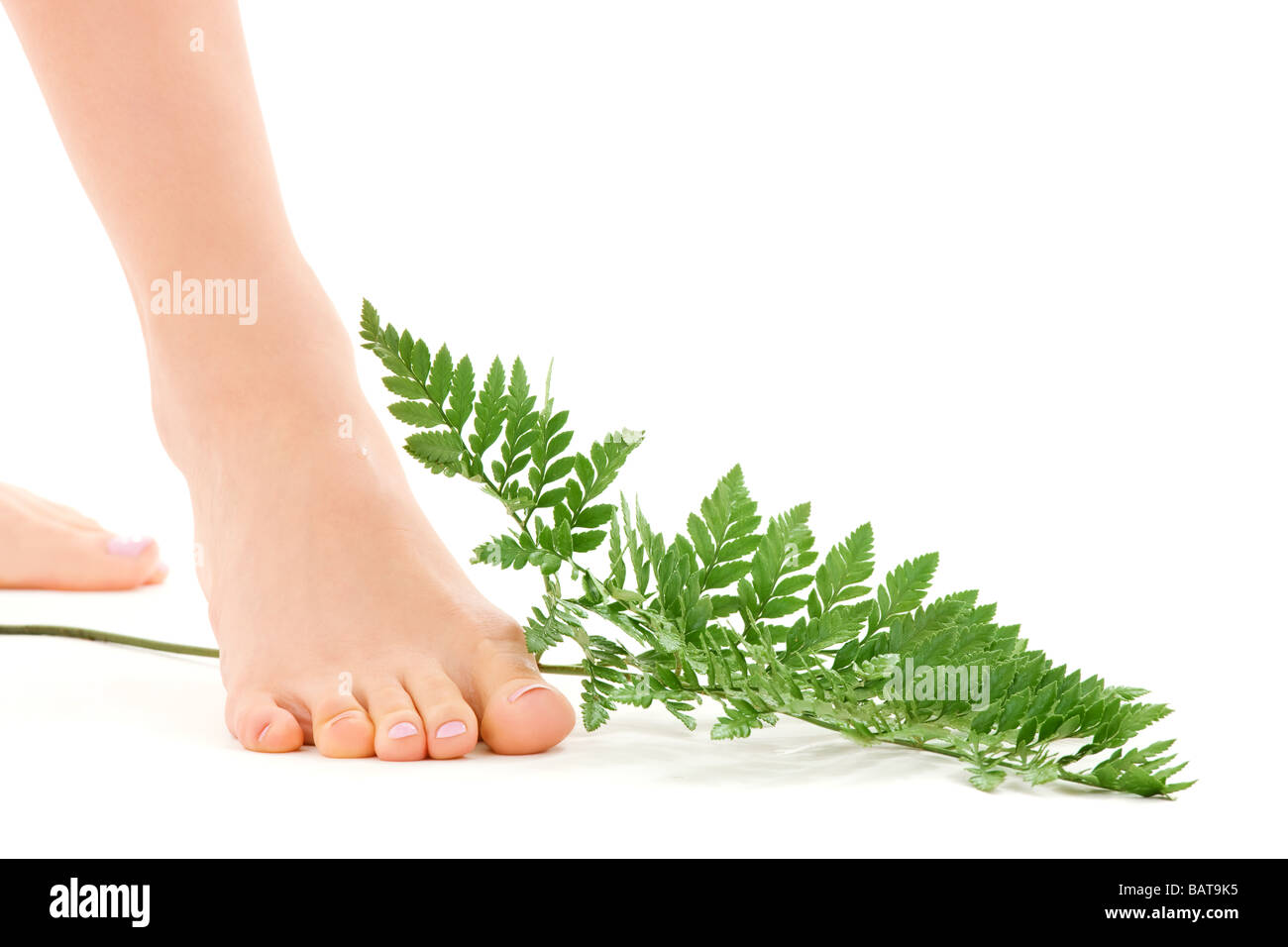 picture of female feet with green leaf over white Stock Photo - Alamy