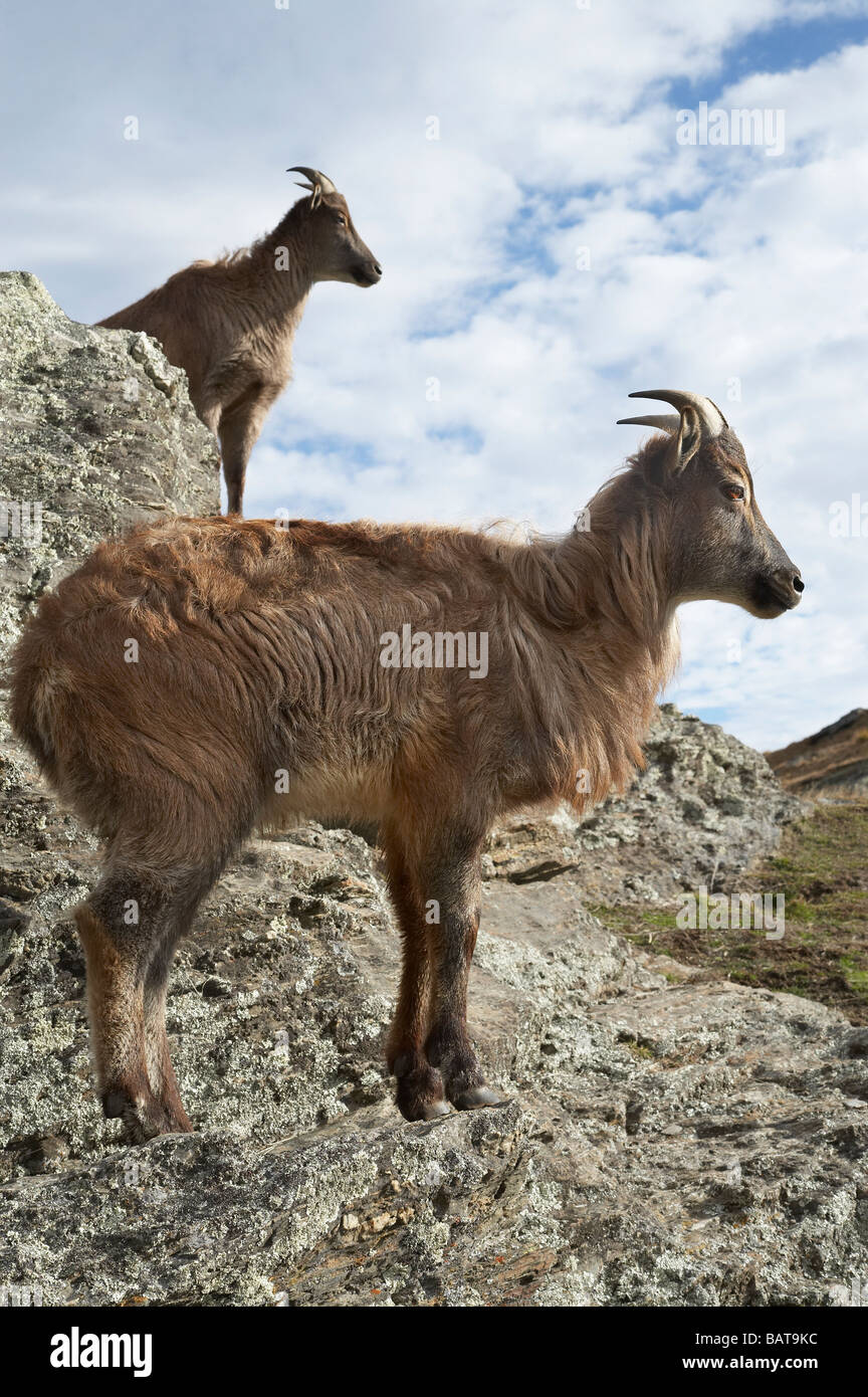 Himalayan thar hi-res stock photography and images - Alamy