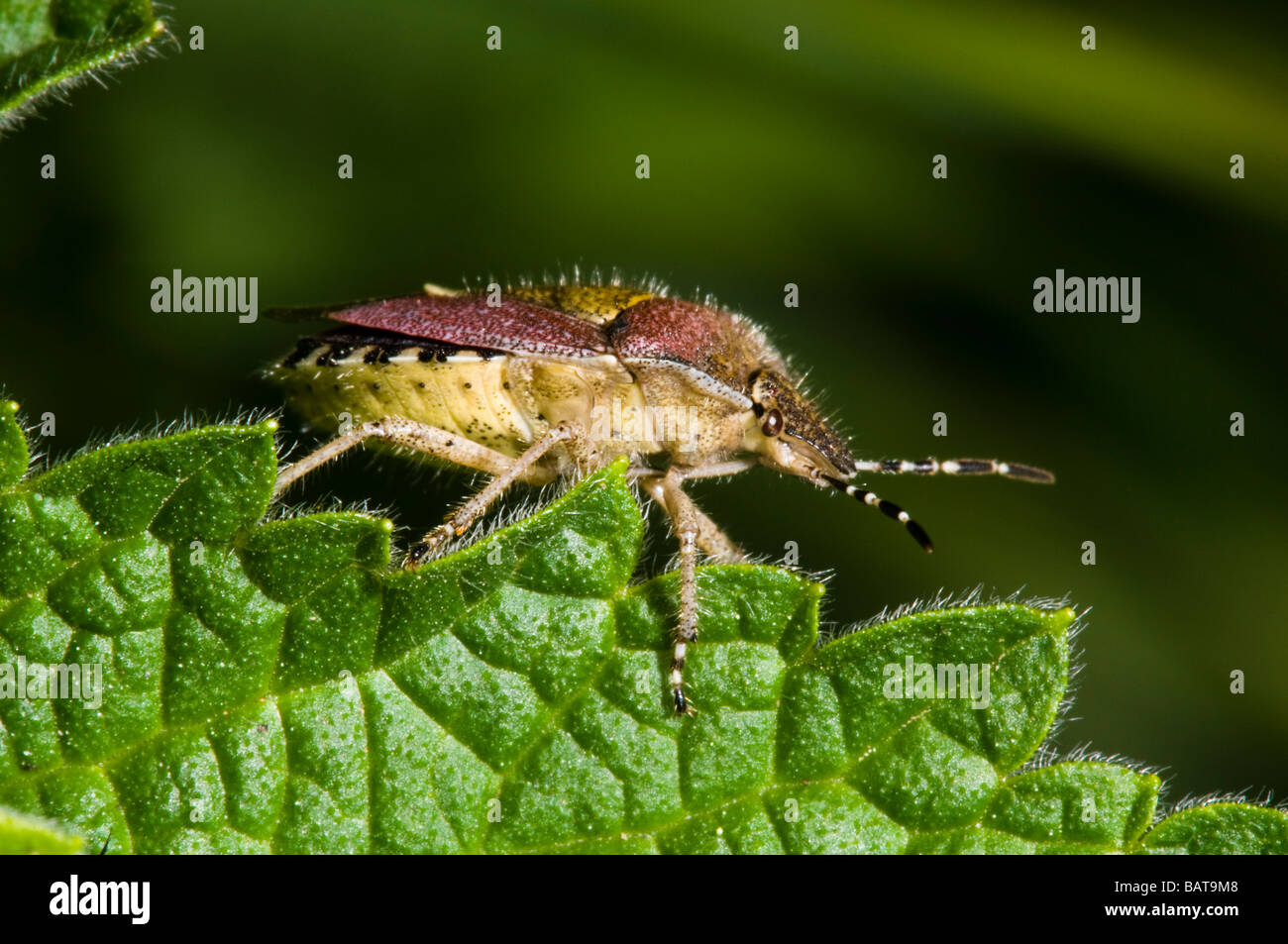 Sloe Bug Stock Photos & Sloe Bug Stock Images - Alamy