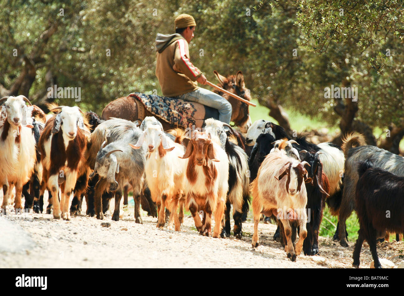 Palestinian with donkey hi-res stock photography and images - Alamy