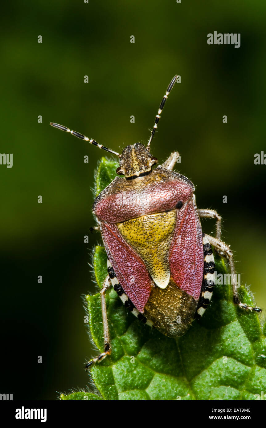 Sloe bug hi-res stock photography and images - Alamy