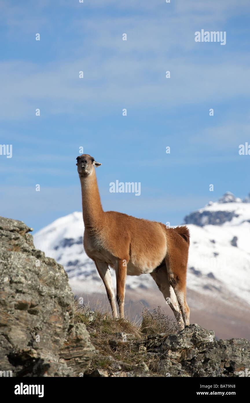 Bat Llama